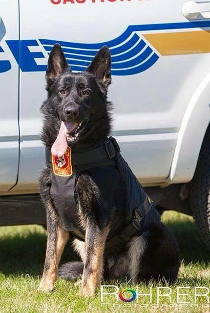 K-9s & Handlers – Friends of the Reading Police K-9 Unit